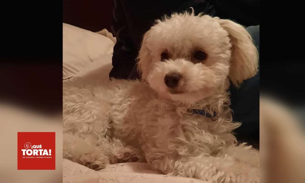 ¡Milagro! Perrito Max se salva de tragedia en el Zurquí donde ...